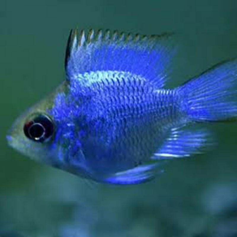 Jual ikan hias blue elektrik ramirezi fish / ikan ramiresi biru ...