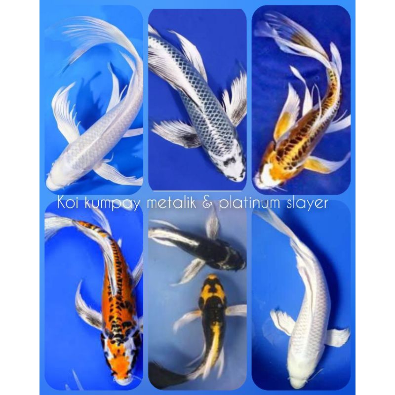 Jual Ikan hias koi kumpay metalik & platinum slayer | Shopee Indonesia