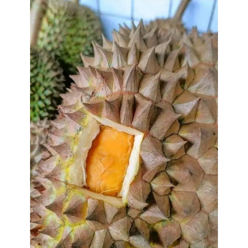 Jual DUREN MONTONG | DURIAN MONTONG | 1BUAH BERAT 2KG - 6kg PER KG HARGA 55 RIBU CHEK OUT ×2 ...