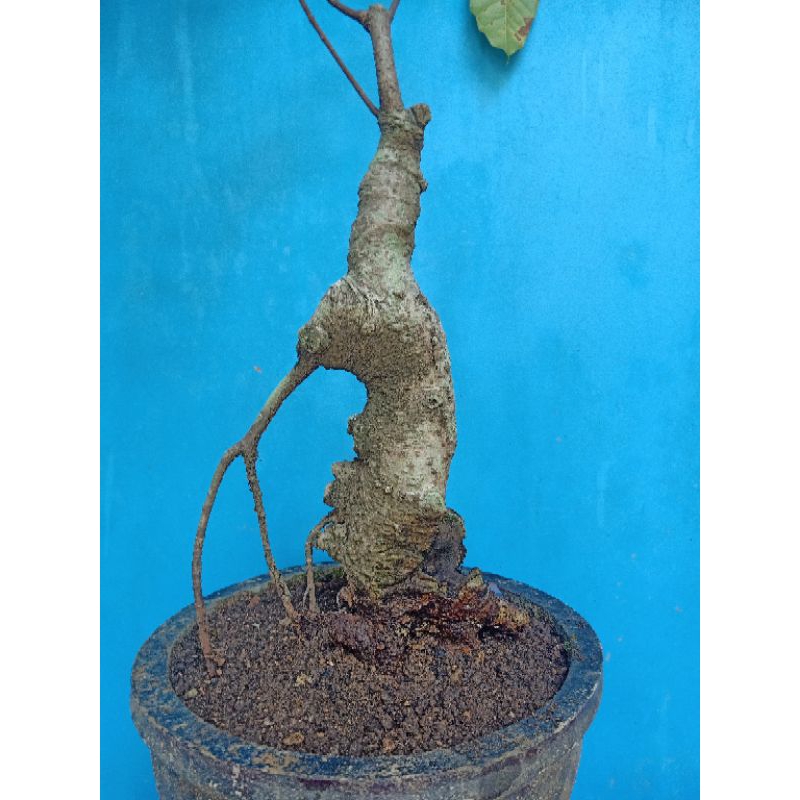 Jual Bahan Bonsai | Bonsai Bunut Pucuk Merah | Shopee Indonesia
