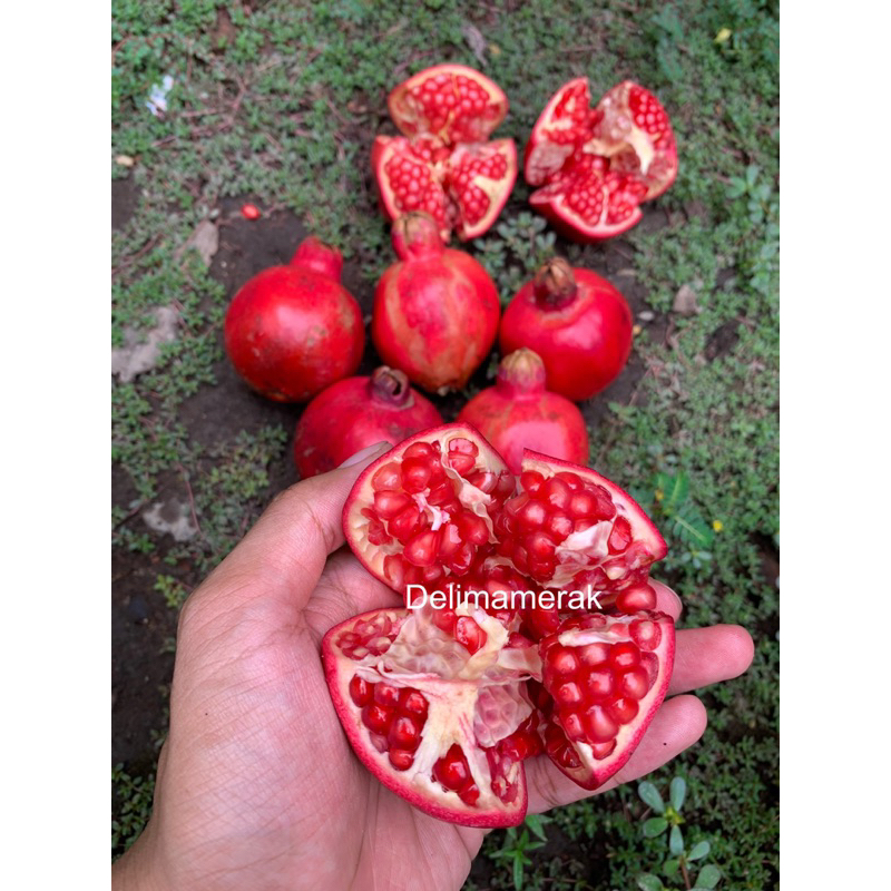 Jual Buah delima merah spanyol 1kg (isi 8-9 buah) biji lunak dan manis ...