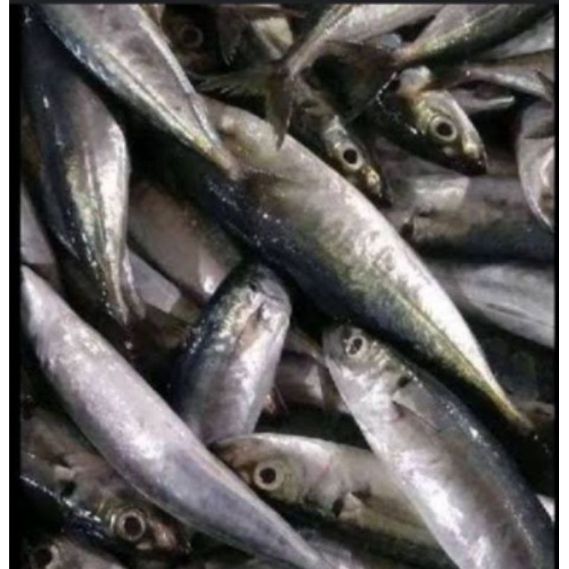 Jual IKAN DENCIS / LAYANG DELES 1KG | Shopee Indonesia