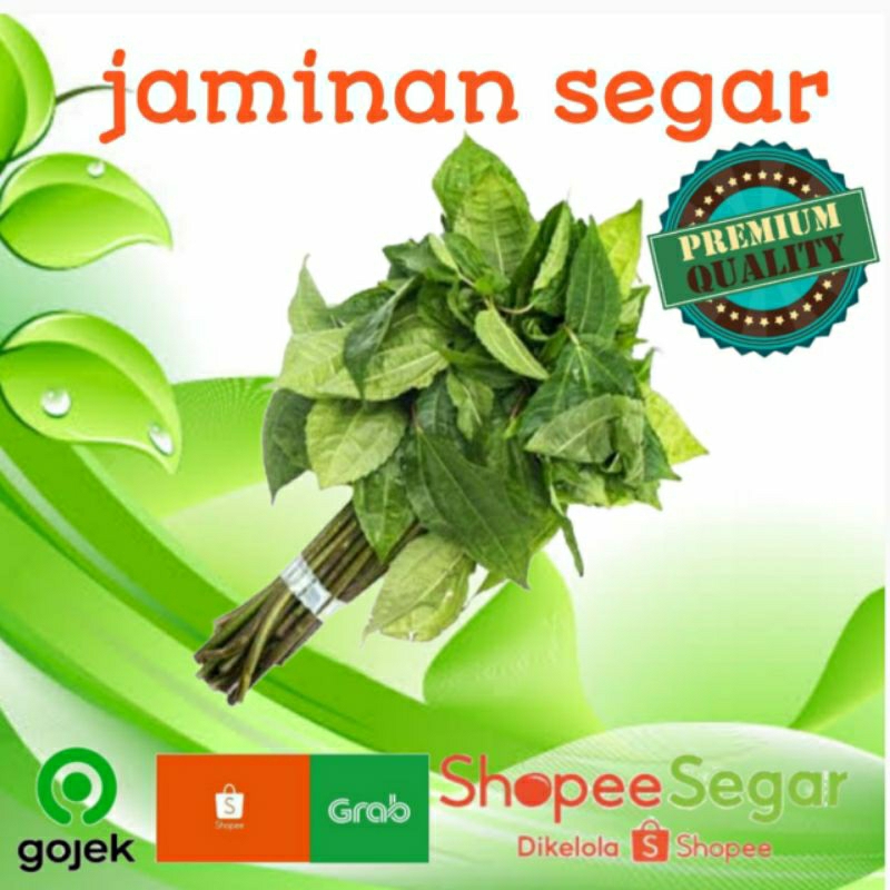 Jual daun pokpohan | Shopee Indonesia