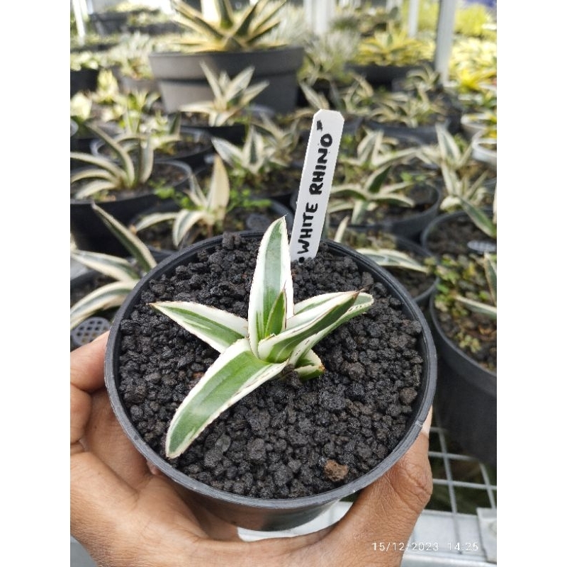 Jual Agave Victoriae Reginae ' Albomarginata ' White Rhino Pot 10 ...