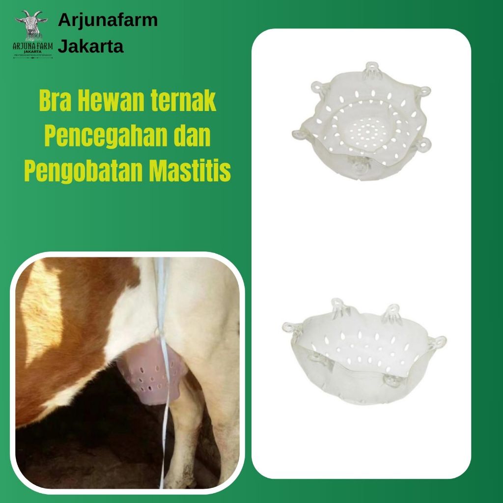 Jual Bra Hewan Bra Sapi Dan Kambing Di Sapih Pencegahan Mastitis ...