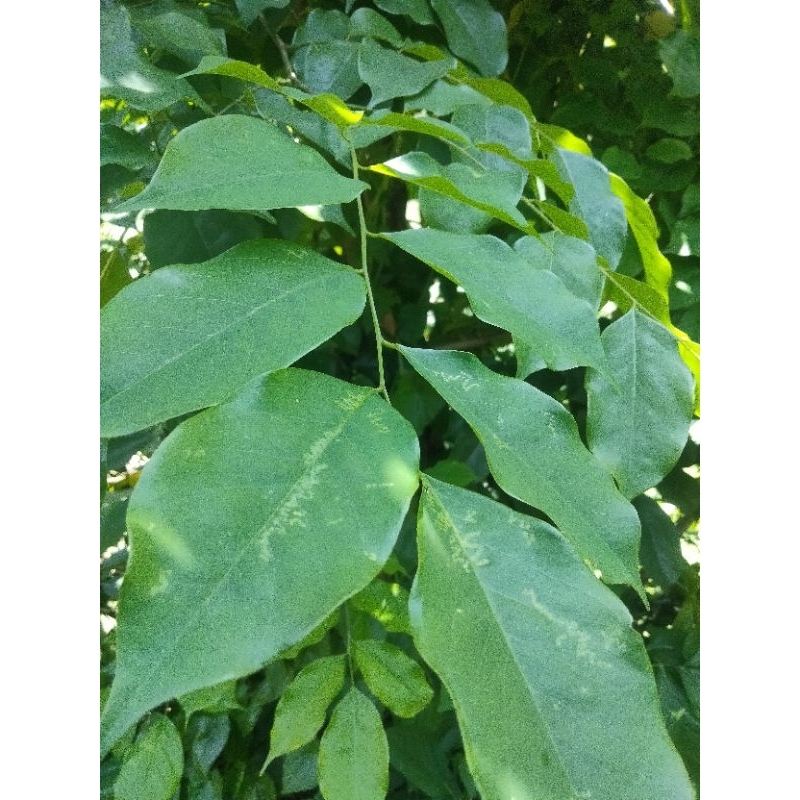 Jual DAUN ANGSANA Per 100 gr | Shopee Indonesia