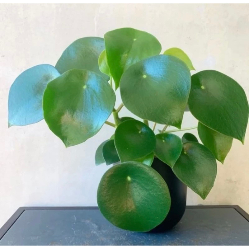 Jual tanaman peperomia rainrop rimbun plus pot | Shopee Indonesia