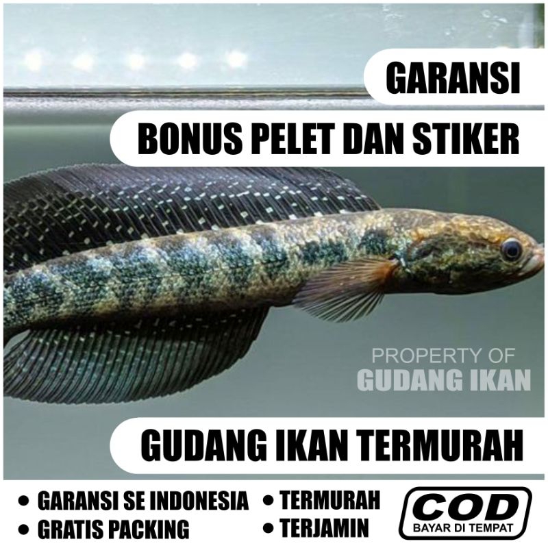 Jual Chana cana Asiatica Tica Single Tank Flaring Fulldot Bonus Pelet ...