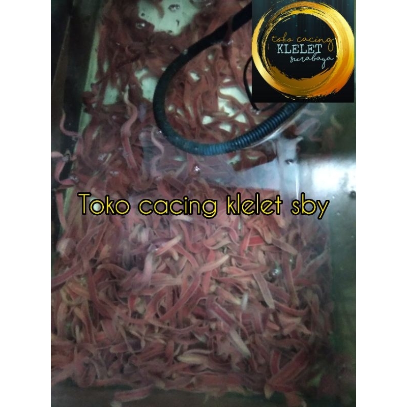 Jual KLELET KECIL ISI 10. | Shopee Indonesia