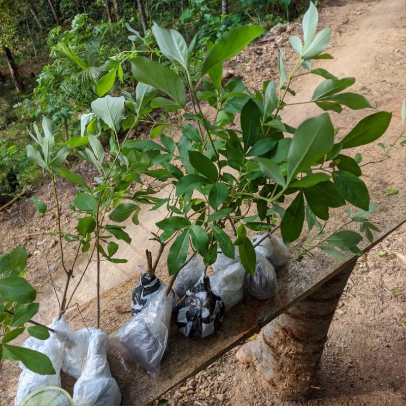 Jual TANAMAN LEGUNDI HIDUP | Shopee Indonesia