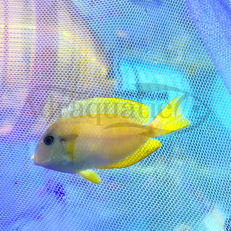 Jual (INSTANT BANDUNG) IKAN HIAS AIR LAUT BOTANA KAPSUL | Shopee Indonesia