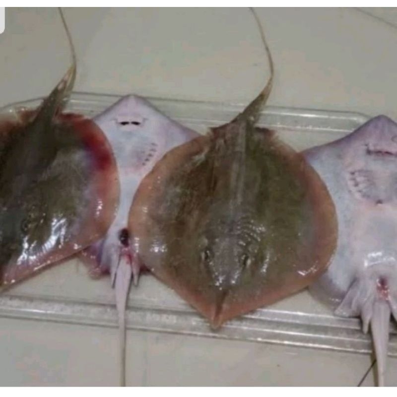 Jual ikan pari 1kg | Shopee Indonesia