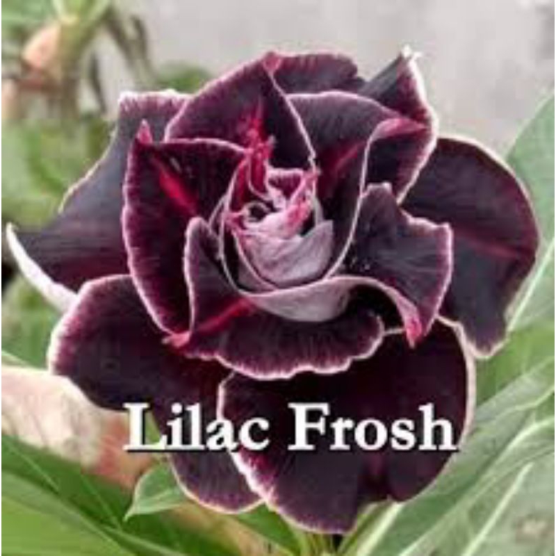 Jual lilac frosh adenium grafting bunga tumpuk size B | Shopee Indonesia
