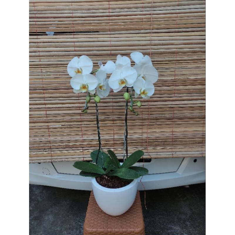 Jual Bunga Anggrek Bulan 2 Tangkai | Shopee Indonesia