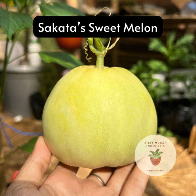 Jual 5 Benih Heirloom Melon Jepang Sakata's Sweet - Melon Jepang Super ...