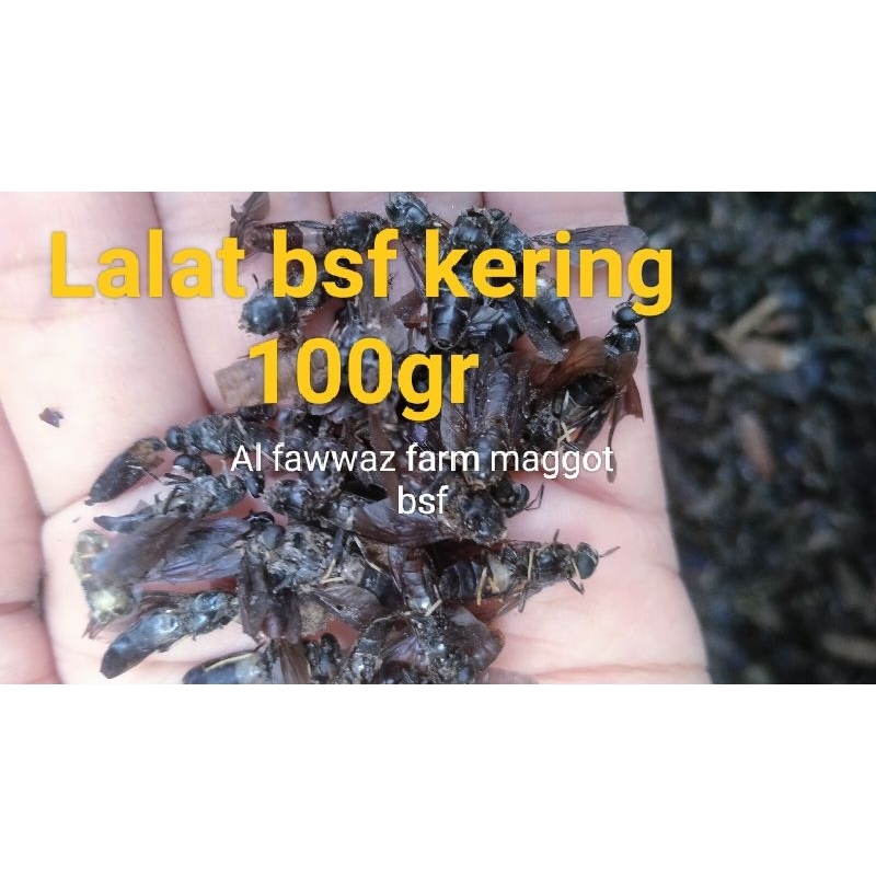Jual Lalat bsf kering Lalat Maggot BSF 100gr pakan Ikan | Shopee Indonesia