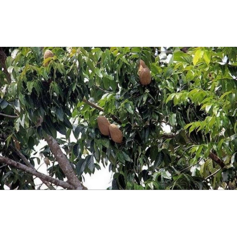 Jual Daun mahoni kering Organik Obat Herbal 500gr | Shopee Indonesia