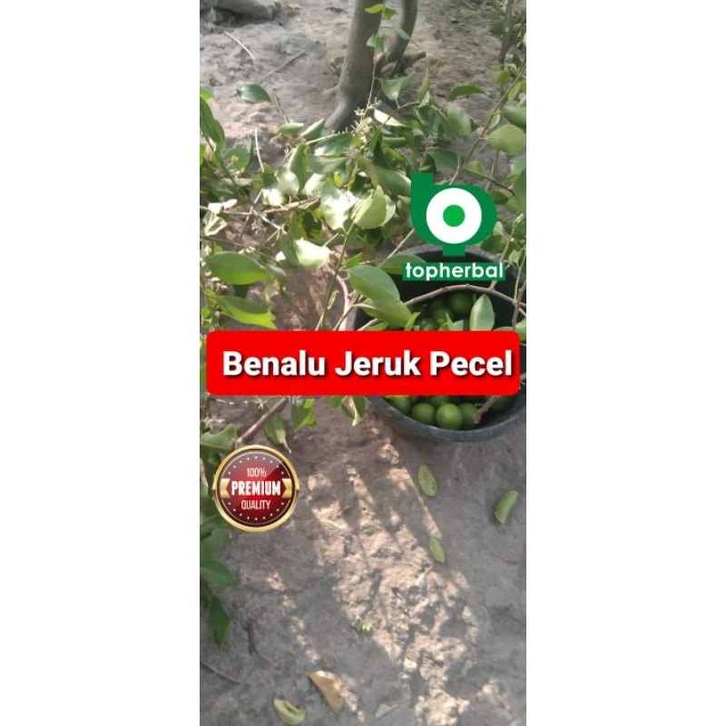 Jual Daun Benalu Jeruk Pecel Kering Hijau 1 KG | Shopee Indonesia