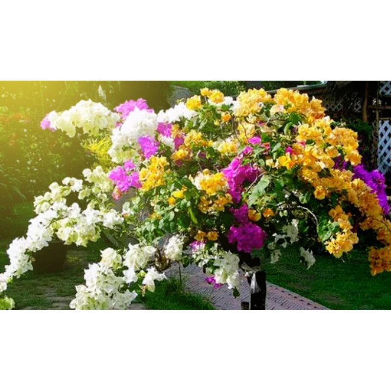 Jual Bibit Tanaman Hias Bunga Bougenvile Bugenvil 3 Warna 1 Pohon 3