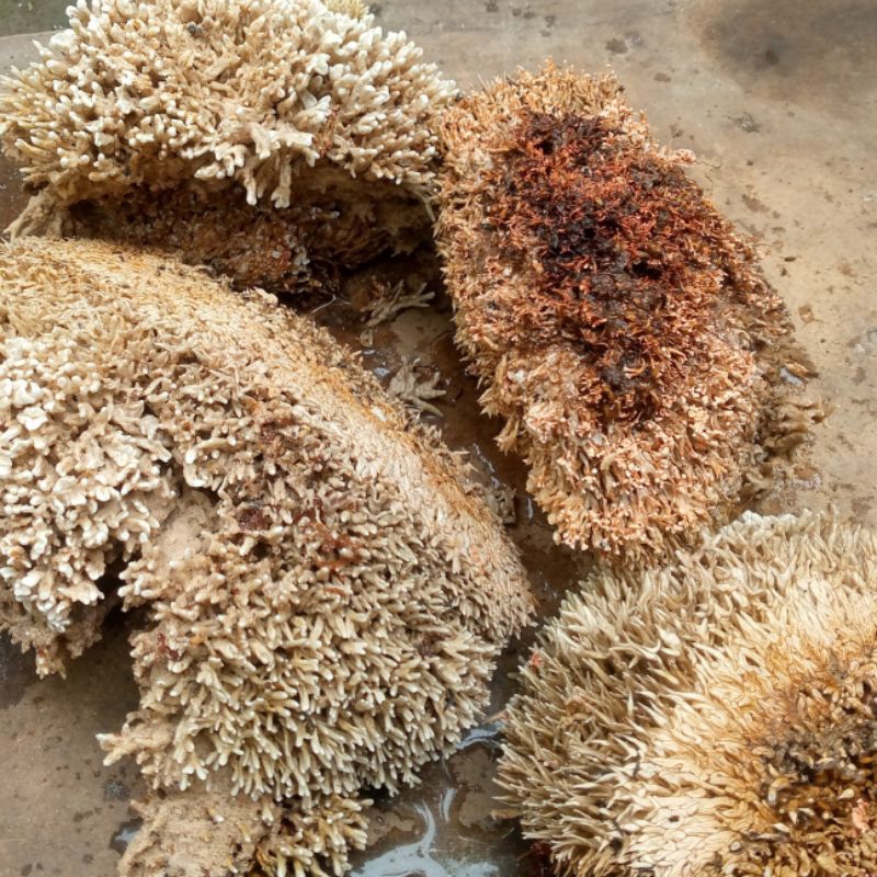 Jual Jamur Jakaba Segar Jamur Jakaba Super Jakaba Trichoderma | Shopee ...