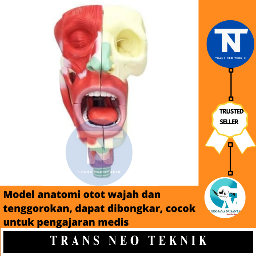 Jual Model anatomi otot wajah dan tenggorokan, dapat dibongkar, cocok ...