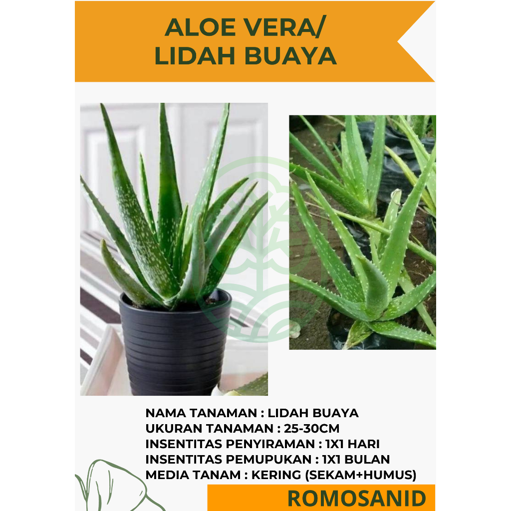 Jual Tanaman Herbal Aloe - Tanaman Obat Lidah Buaya Pohon Hidup ...