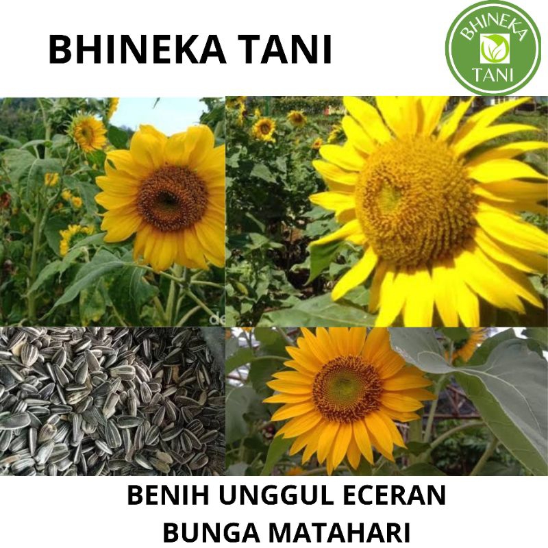 Jual BENIH BUNGA MATAHARI UNGGUL ECERAN | Shopee Indonesia