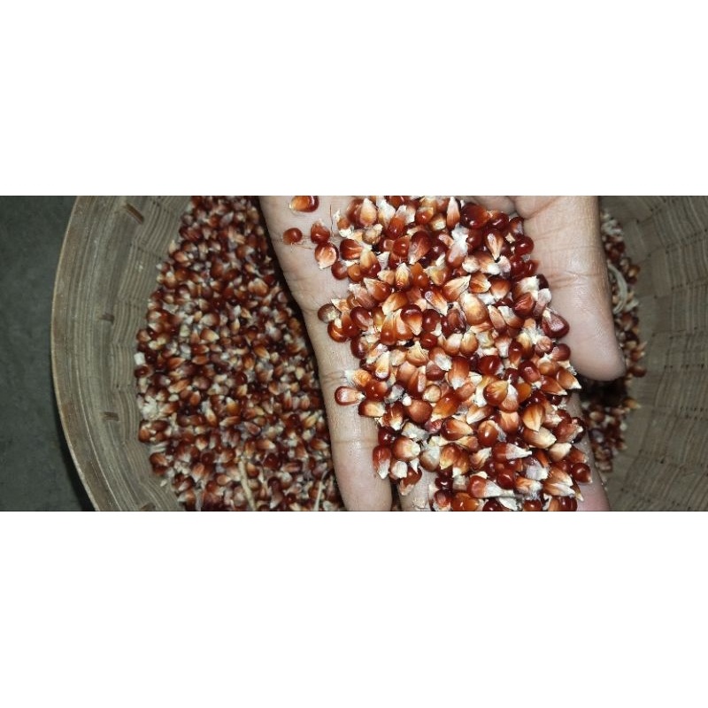 Jual Jagung Pakan Merpati/Doro 1kg | Shopee Indonesia