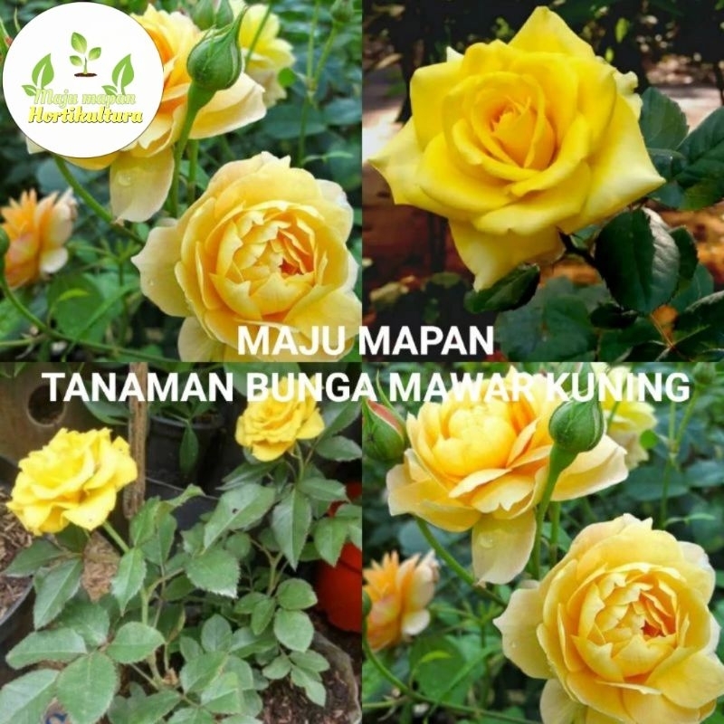 Jual TANAMAN BUNGA MAWAR KUNING SUDAH BERBUNGA | Shopee Indonesia