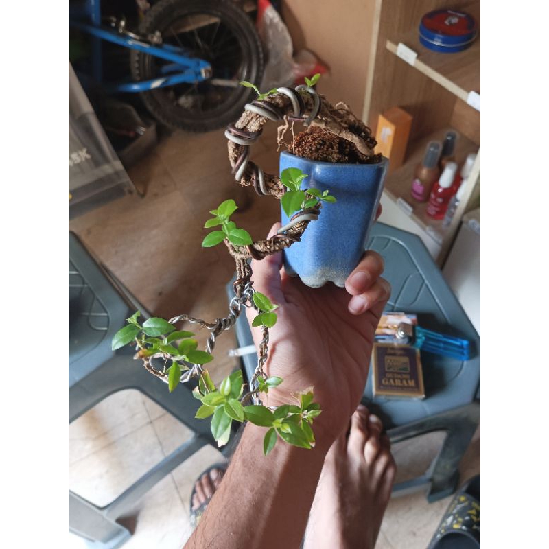 Jual sakura micro bonsai / bonsai sakura micro bunga pink/bonsai mame ...