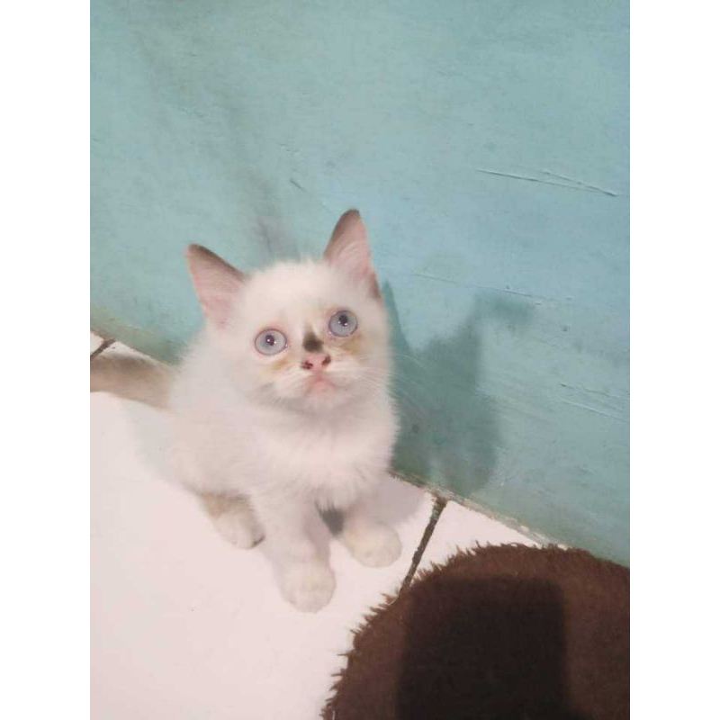 Jual kitten himalaya anak kucing himalaya anak kucing persia | Shopee ...