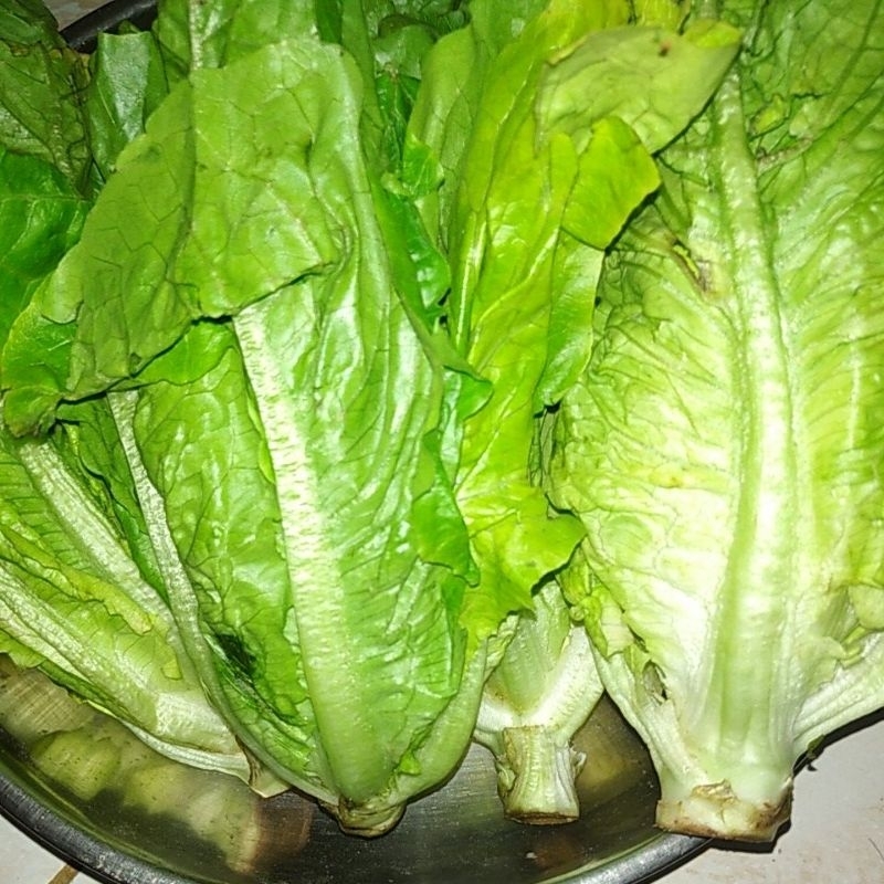 Jual SAYUR ROMAIN ROMIN ROMEN ROMAINE segar | Shopee Indonesia