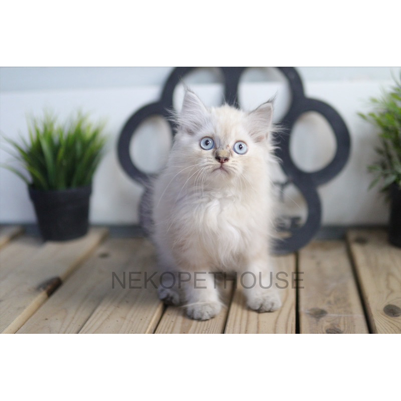 Jual Kitten Himalaya Mix Ragdoll Anak Kucing | Shopee Indonesia