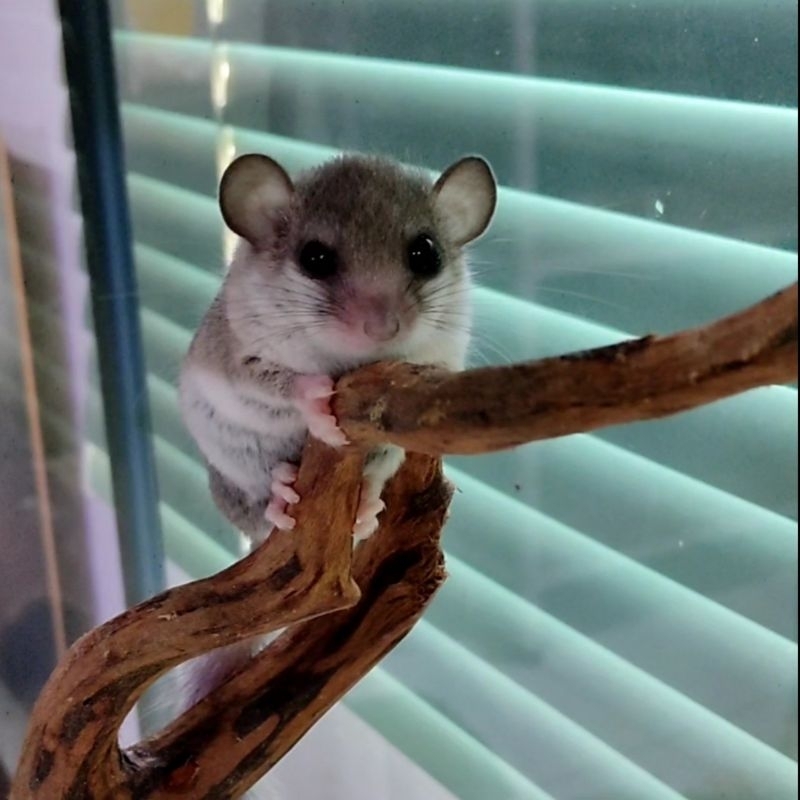 Jual African Pygmy Dormice | Shopee Indonesia