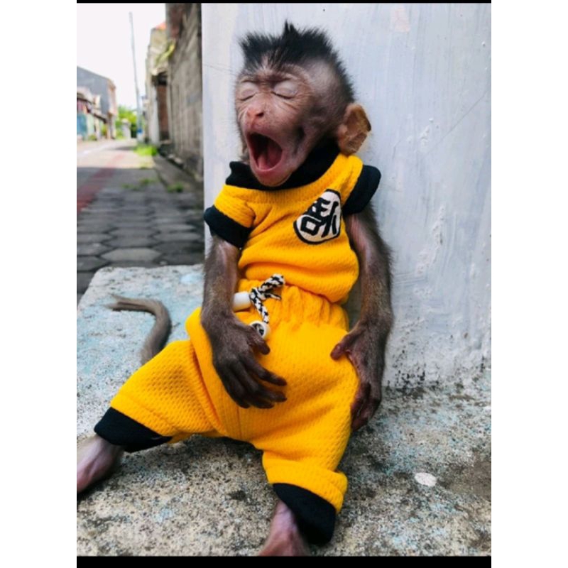 Jual BAJU MONPAI & BERUK 1 - 13 BULAN | Shopee Indonesia