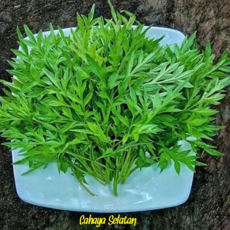 Jual Daun Kenikir Segar Suring Organik Harga 1 pucuk berat 10g langsung ...