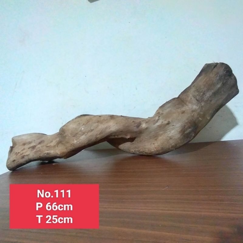 Jual akar santigi laut bongolan akar aquarium aquascape 111 | Shopee ...
