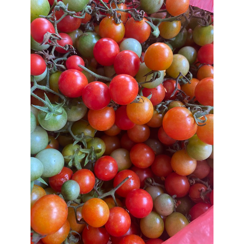 Jual TOMAT RAMPAI SEGAR KHAS LAMPUNG UK 1KG | Shopee Indonesia