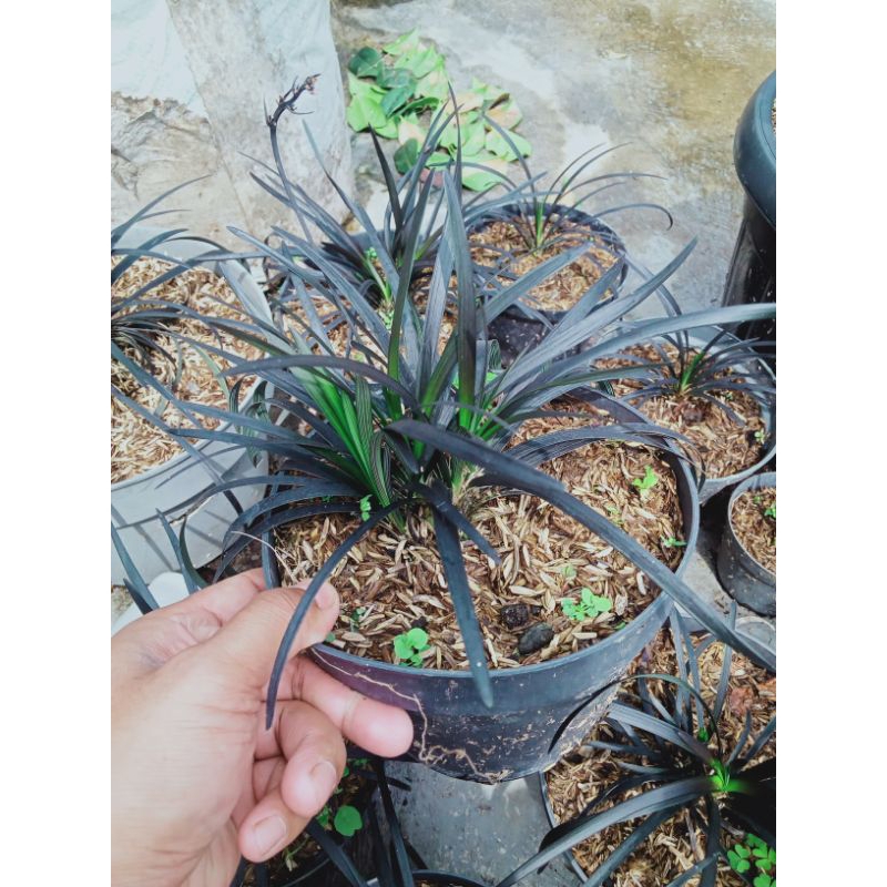 Jual Black mondo grass/rumput hitam papua | Shopee Indonesia