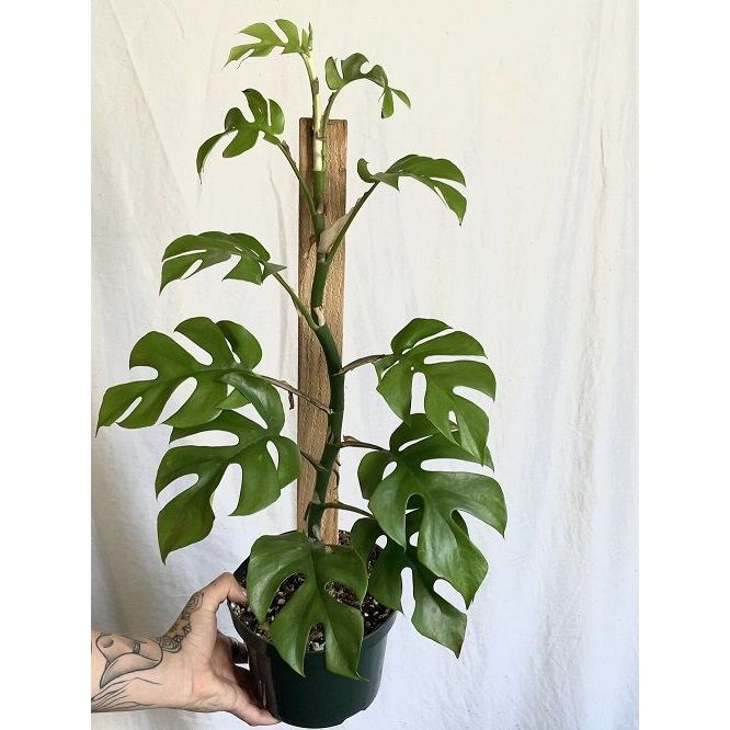 Jual Tanaman Hias Monstera Rhaphidophora Tetrasperma medium size ...