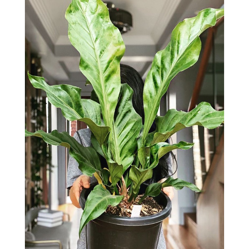 Jual PROMO!!Tanaman Hias Anthurium Gelombang Cinta Daun Besar Dewasa ...