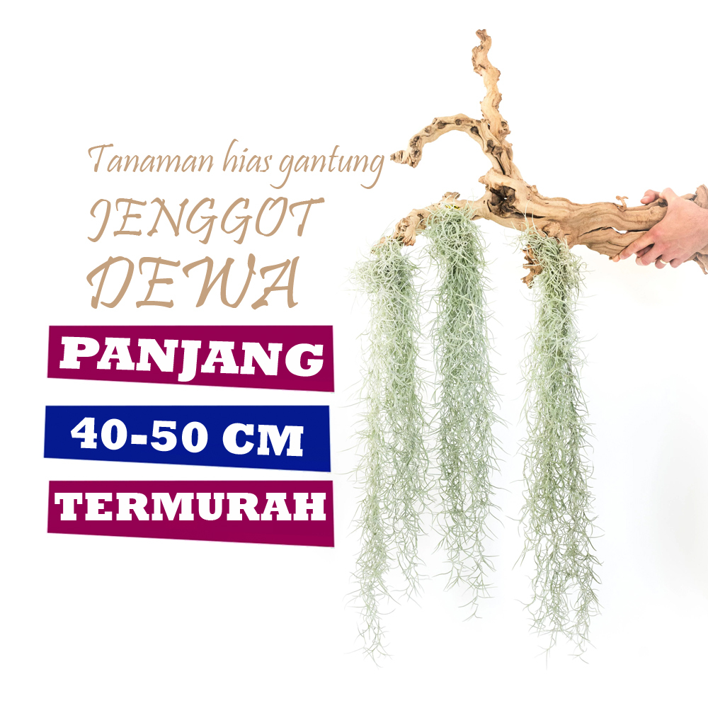 Jual Tanaman hias jenggot dewa atau jenggot musa 40-50 Cm | Shopee ...