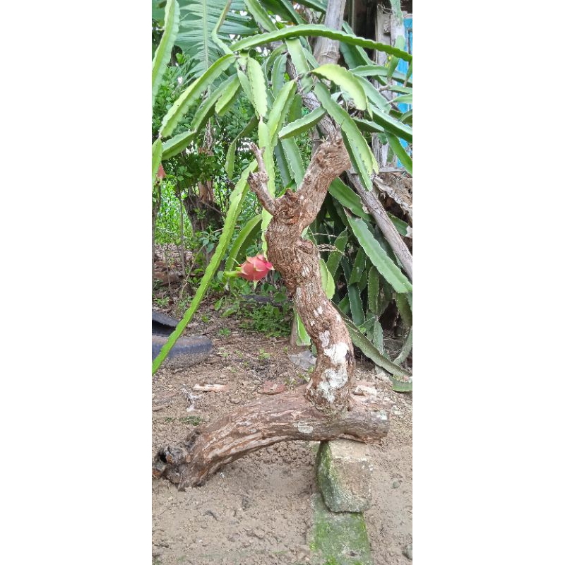 Jual Bahan Bonsai Legundi Super Jumbo Langka | Shopee Indonesia