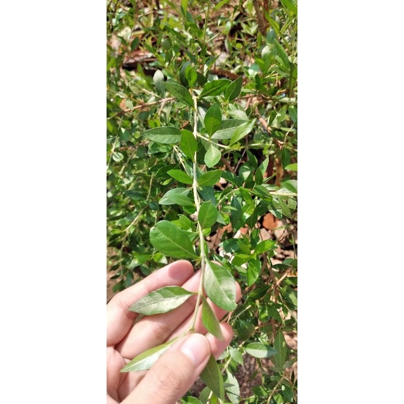 Jual Daun pacar Arab segar, daun pacar untuk kuku, daun henna segar ...