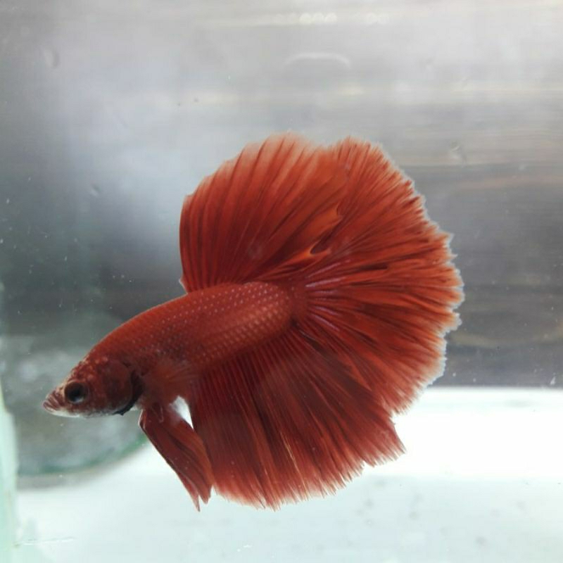 Jual Cupang Halfmoon Rosetail Super Red | Shopee Indonesia