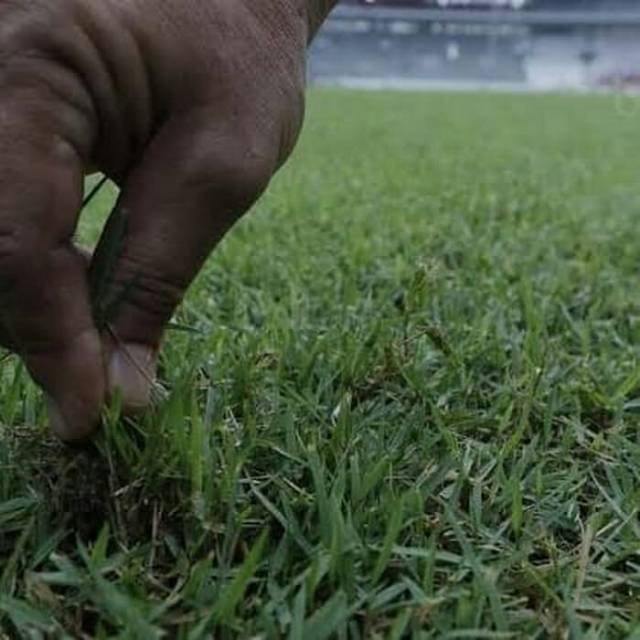 Jual Benih rumput manila - bibit rumput manila - biji rumput joysia ...