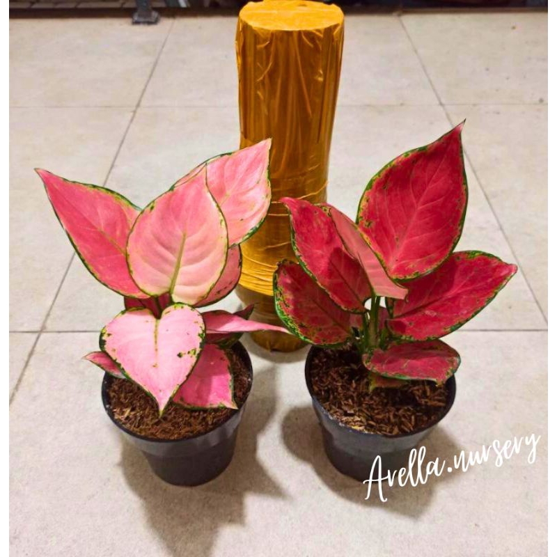 Jual PROMO!! PAKETAN 2POT AGLONEMA RED ANJAMANI & PINK CATRINA REMAJA ...