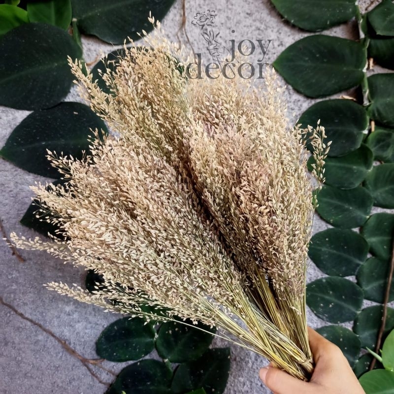 Jual [ Termurah ] bunga kering SPRINGKLE untuk dekorasi buket mahar ...