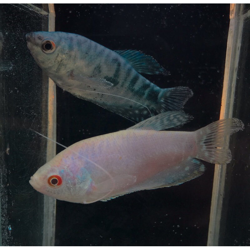 Jual Ikan hias sepat (Biru/Putih) | Shopee Indonesia