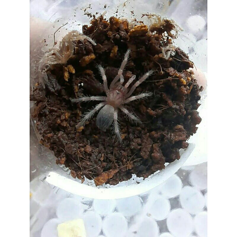 Jual DISPLAY TARANTULA BRACHYPELMA AURATUM BISA BERJALAN | Shopee Indonesia